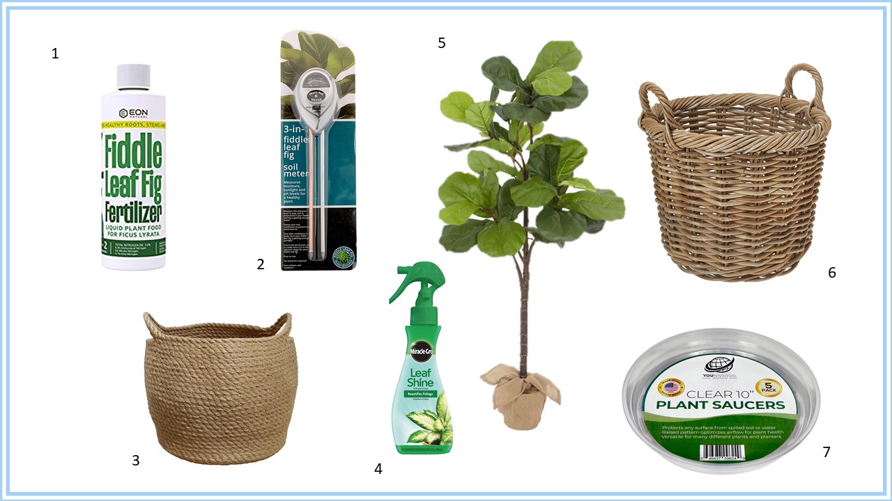 How To Not Kill Your Fiddle Leaf Fig - Linden & Hill